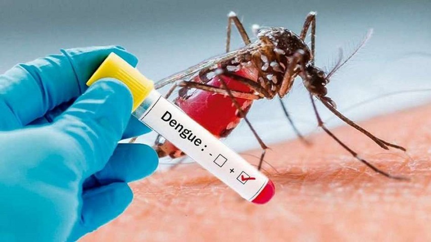 Dengue: Qué es, cuáles son los síntomas, y cómo se transmite, se trata y se previene ...